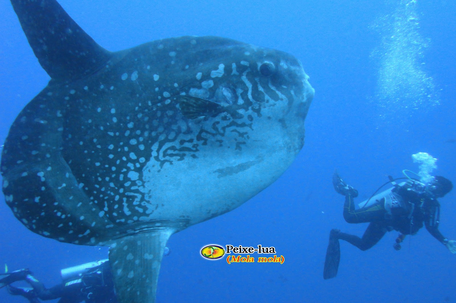 Zoologia: Peixe-lua (Mola mola)